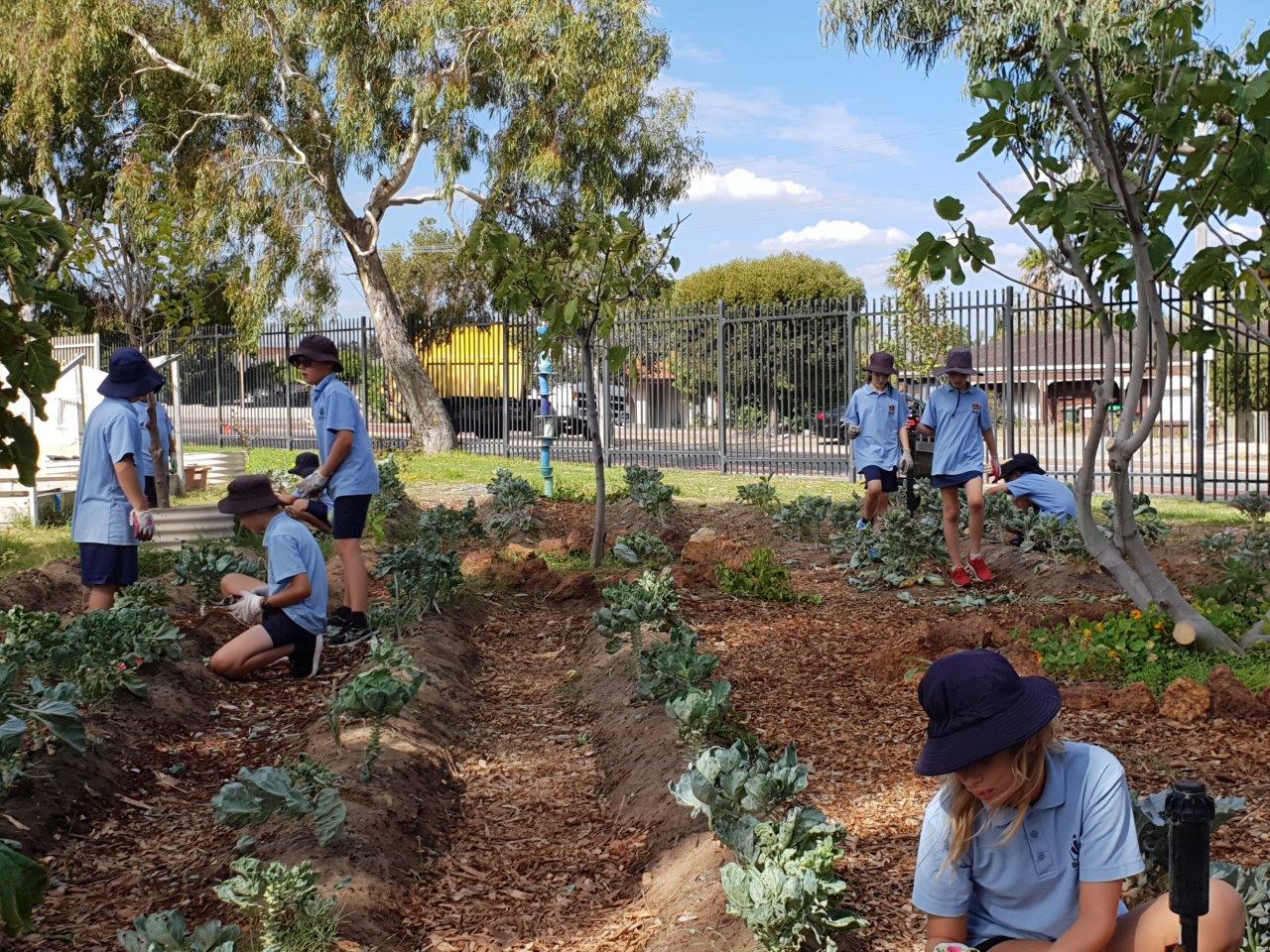 Stephanie Alexander Kitchen Garden